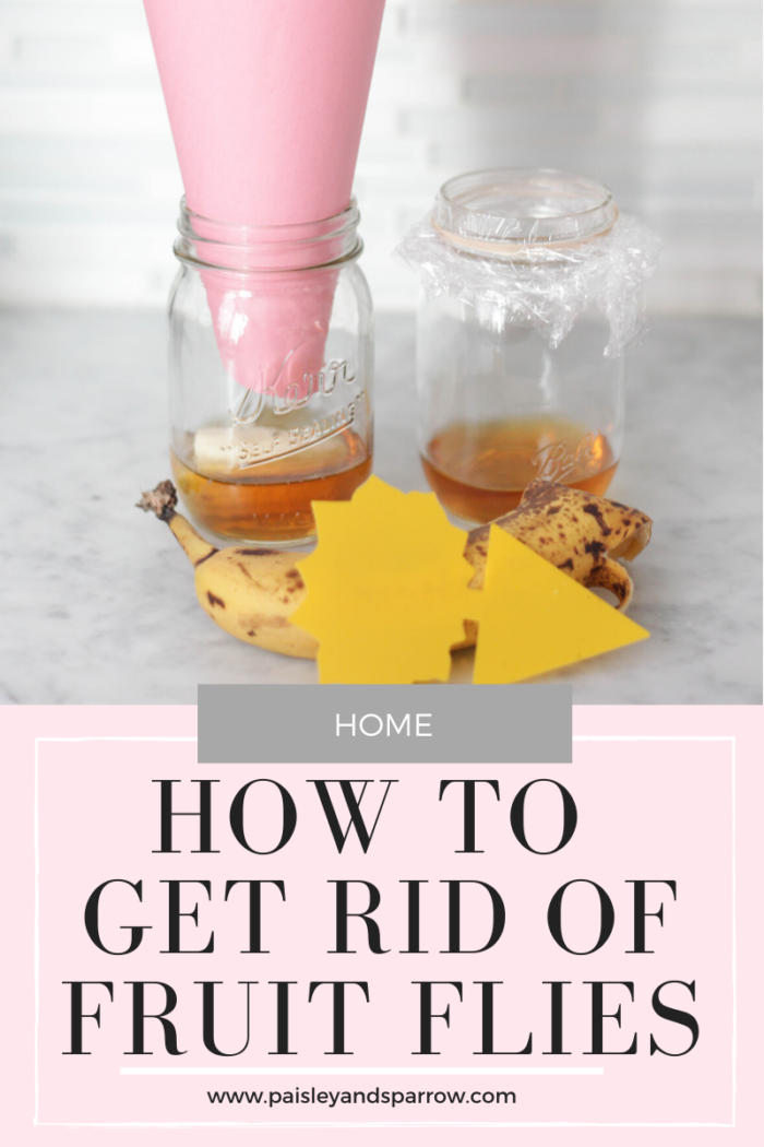 How to Get Rid of Fruit Flies - 5 Easy Ways - Paisley & Sparrow