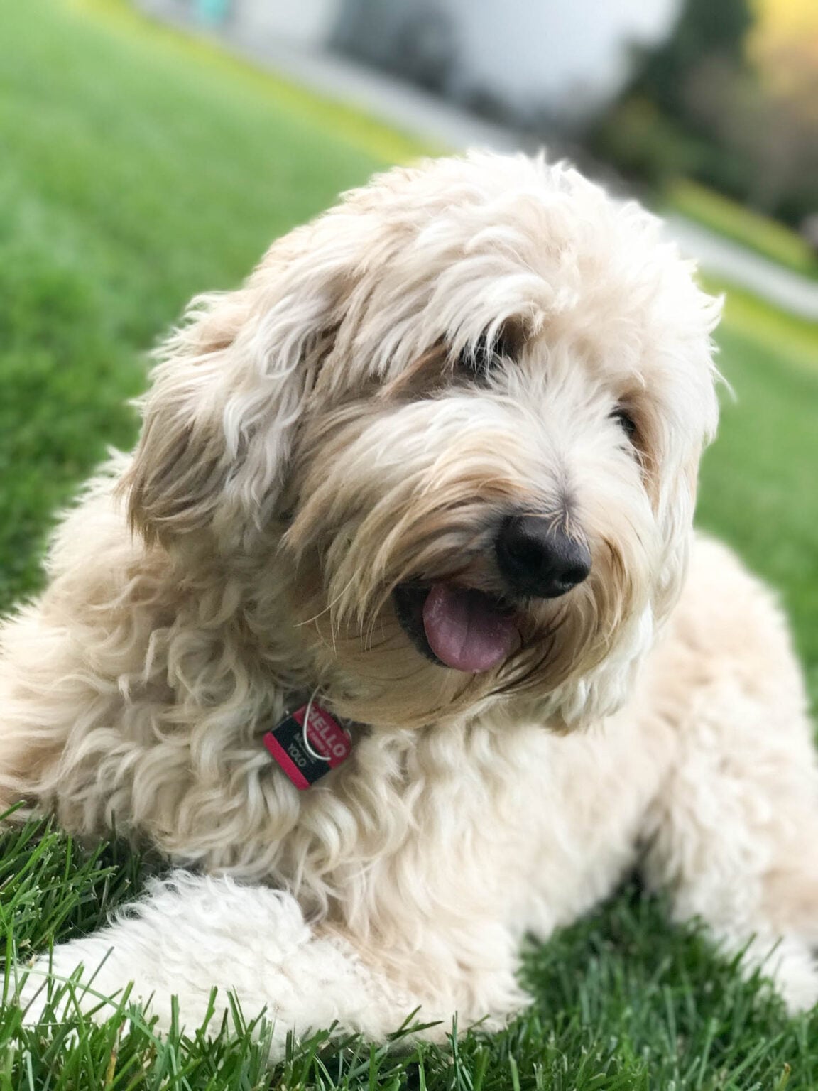 Mini Goldendoodle: What to Know, Pros & Cons - Paisley & Sparrow